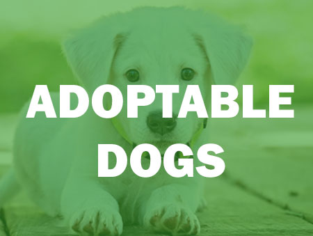 Adoptable Dogs & Puppies – ZOE's Animal Rescue Society